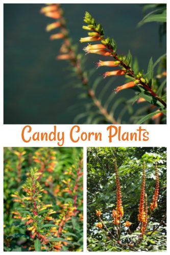 Candy Corn Plant - Cuphea Micropetala | Types of Candy Corn Plants