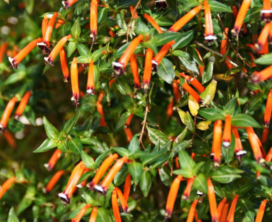 Candy Corn Plant - Cuphea Micropetala | Types of Candy Corn Plants