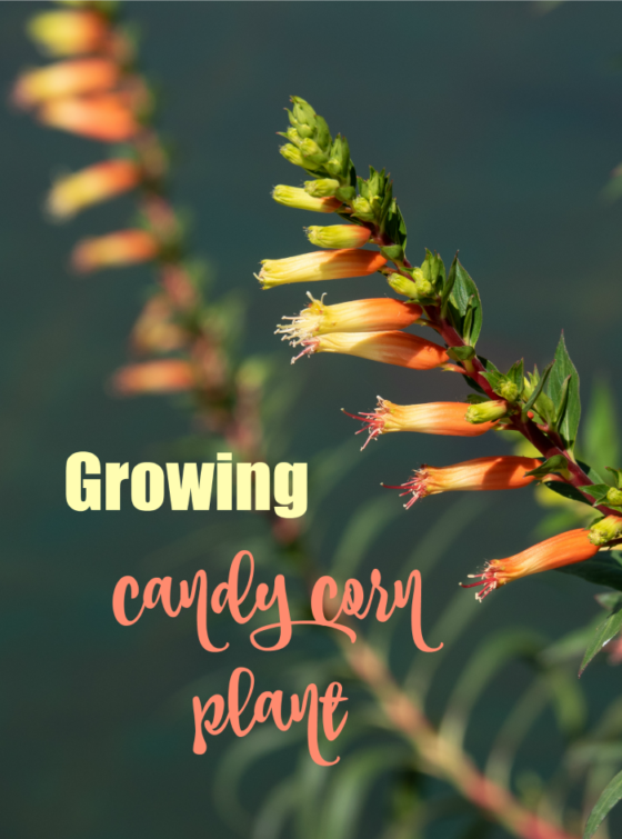 Candy Corn Plant - Cuphea Micropetala | Types of Candy Corn Plants