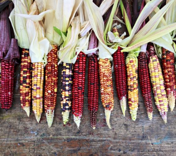 Decorating with Indian Corn for Thanksgiving - Indian Corn Decorations