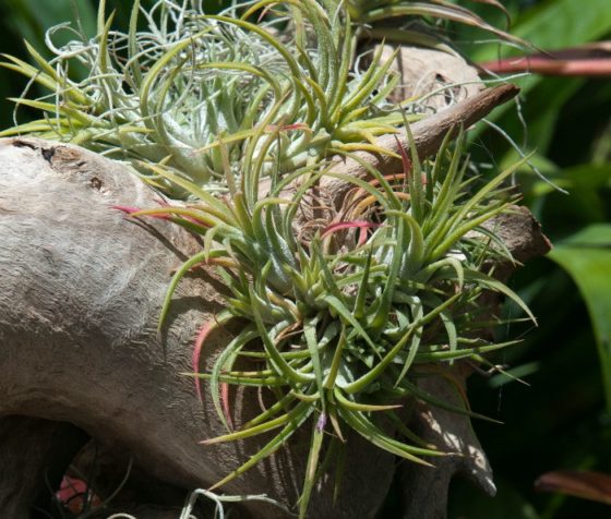 25+ Log Planters - Eco Friendly Planters - How to Make a Log Planter