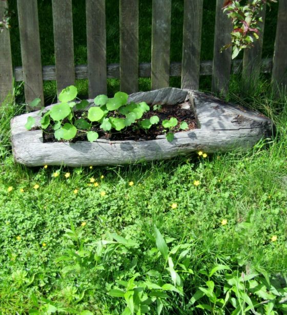 25+ Log Planters - Eco Friendly Planters - How to Make a Log Planter