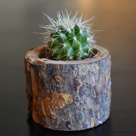 25+ Log Planters - Eco Friendly Planters - How to Make a Log Planter