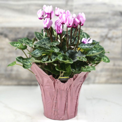 Caring for a Cyclamen - Growing Cyclamen Persicum - Florist Cyclamen