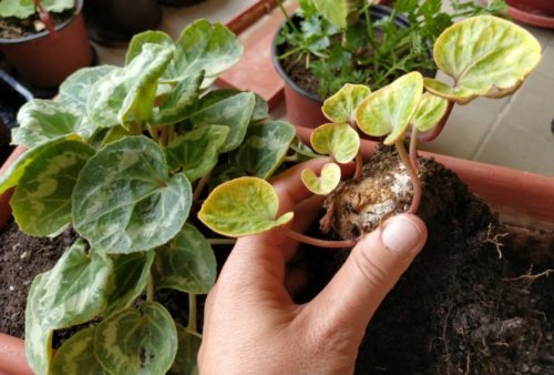 Caring for a Cyclamen - Growing Cyclamen Persicum - Florist Cyclamen