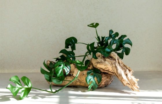25+ Log Planters - Eco Friendly Planters - How to Make a Log Planter