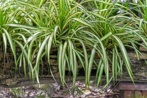 25+ Log Planters - Eco Friendly Planters - How to Make a Log Planter