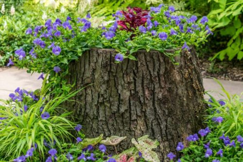 25+ Log Planters - Eco Friendly Planters - How to Make a Log Planter