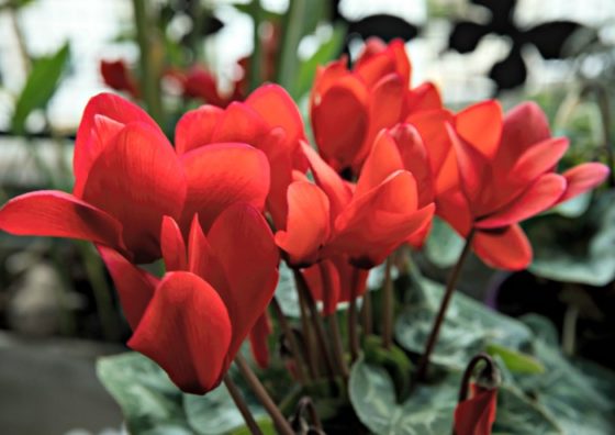 Caring for a Cyclamen - Growing Cyclamen Persicum - Florist Cyclamen