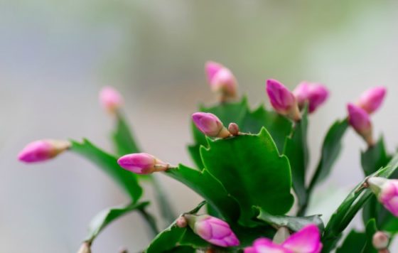 Thanksgiving Cactus Care - Tips for Growing Schlumbergera Truncata