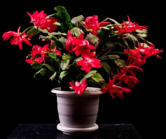 Schlumbergera Truncata Care | Grow Thanksgiving (Winter) Cactus