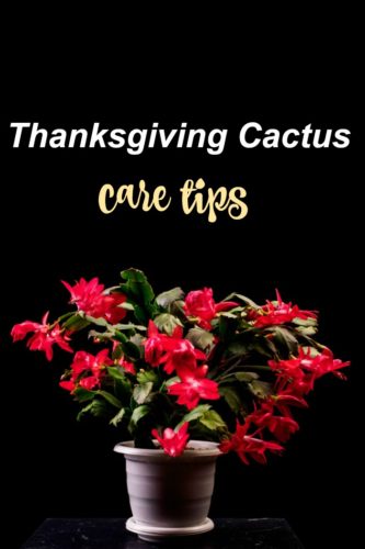 Schlumbergera Truncata Care | Grow Thanksgiving (Winter) Cactus