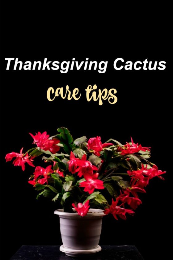 Schlumbergera Truncata Care | Grow Thanksgiving (Winter) Cactus