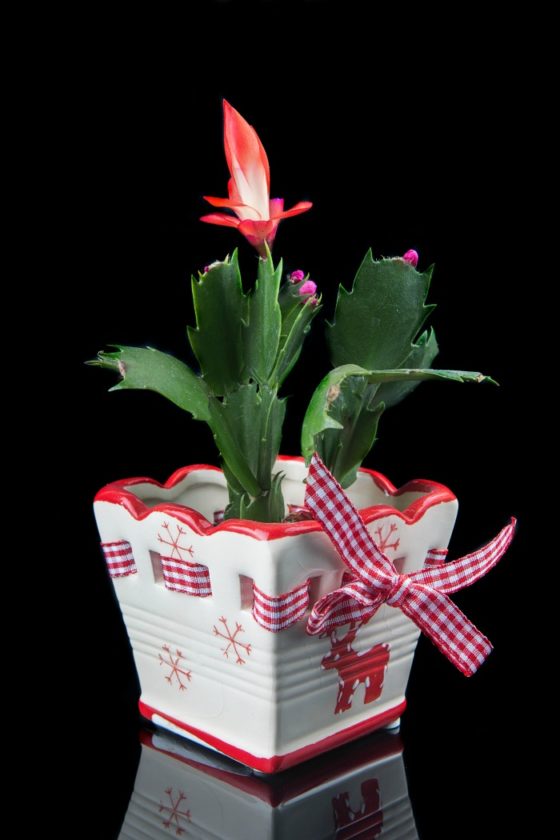 Schlumbergera Truncata Care | Grow Thanksgiving (Winter) Cactus