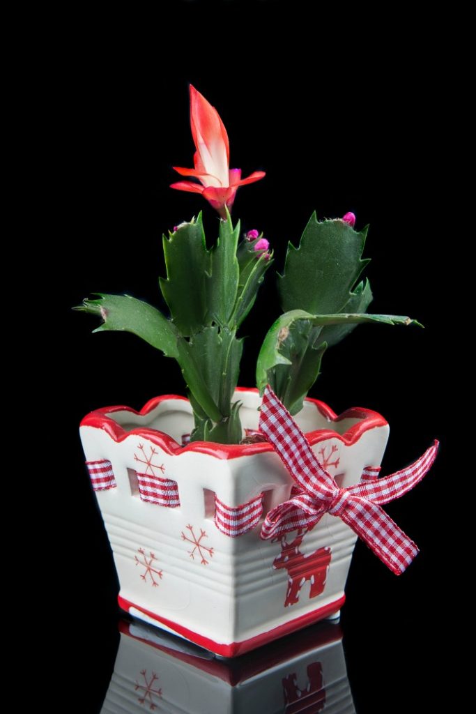 Schlumbergera Truncata Care | Grow Thanksgiving (Winter) Cactus
