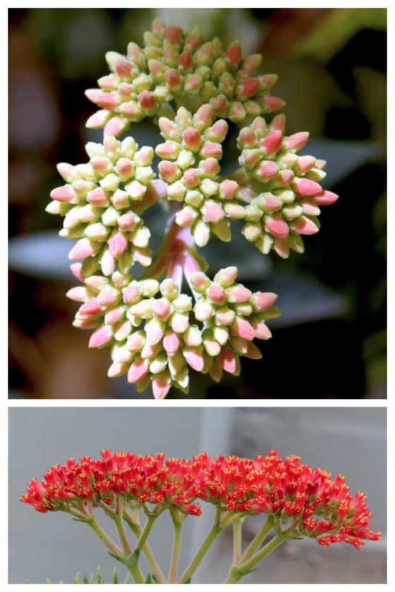 Propeller Plant - How to Grow Crassula Falcata Succulent
