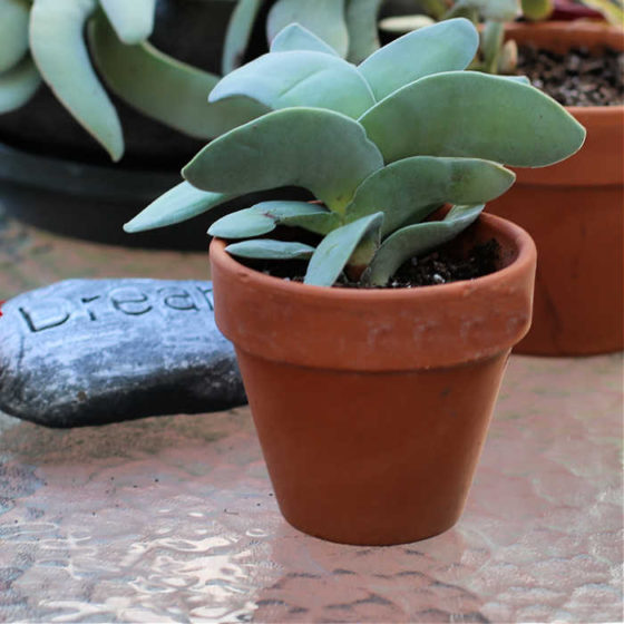 Propeller Plant - How to Grow Crassula Falcata Succulent