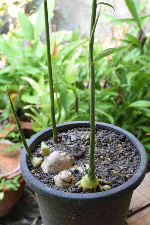 Growing Ginger From Root - How to Grow Ginger Root