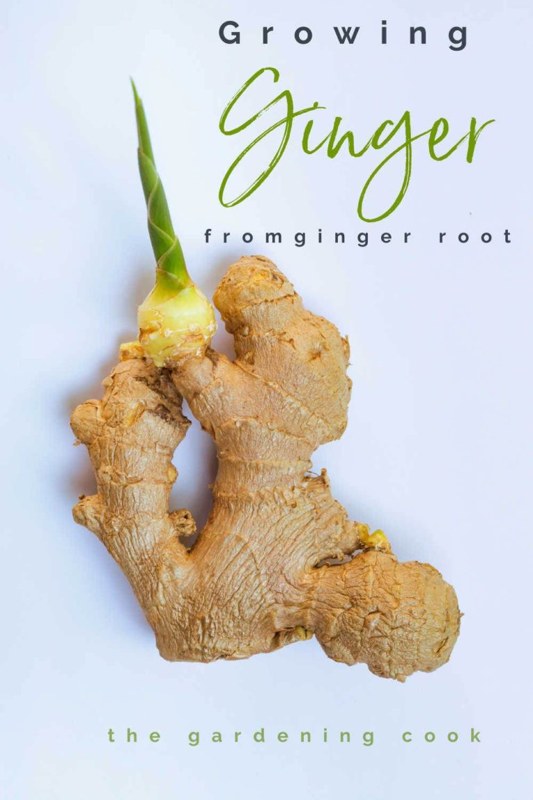 Growing Ginger From Root - How to Grow Ginger Root