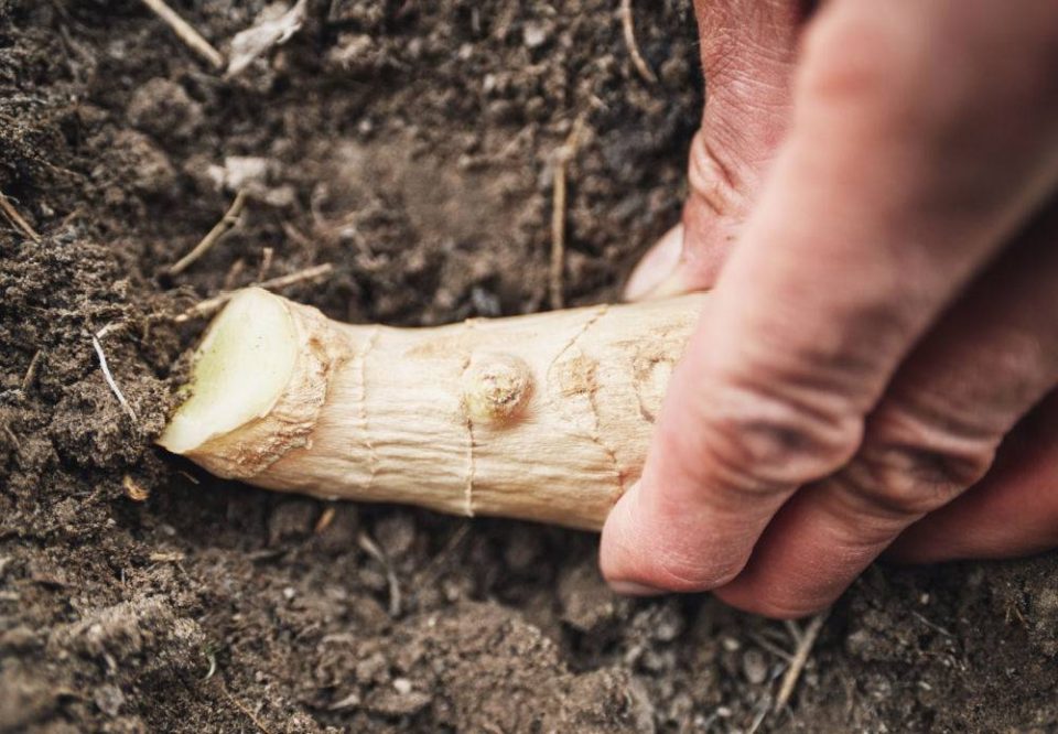 Growing Ginger From Root - How to Grow Ginger Root