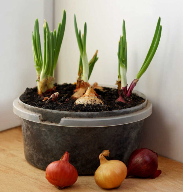 Growing Onions at Home - Planting Onion Sets - Harvesting Onions