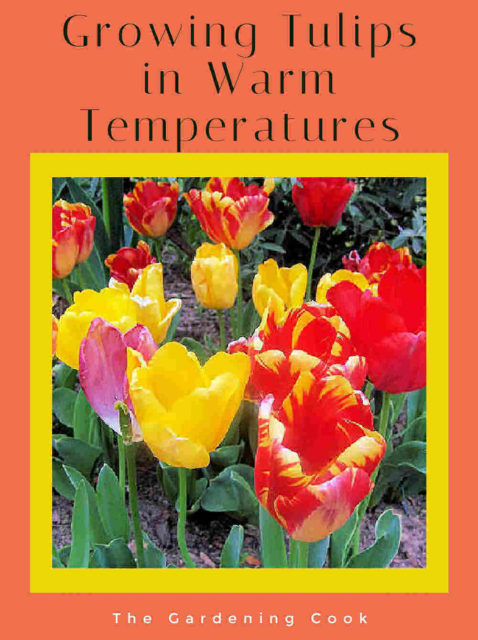 Growing Tulips - How to plant, and Care for Tulips + Warm Weather Tips