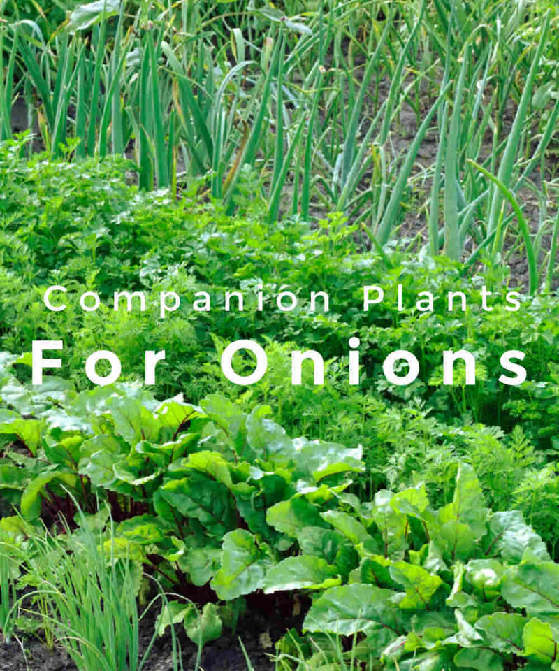 Growing Onions at Home - Planting Onion Sets - Harvesting Onions