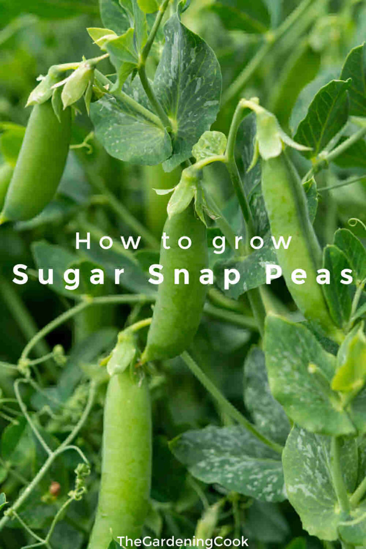Growing Sugar Snap Peas - Planting and Using Sugar Snap Peas