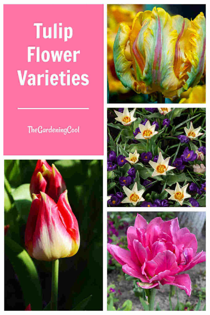 Growing Tulips - How to plant, and Care for Tulips + Warm Weather Tips