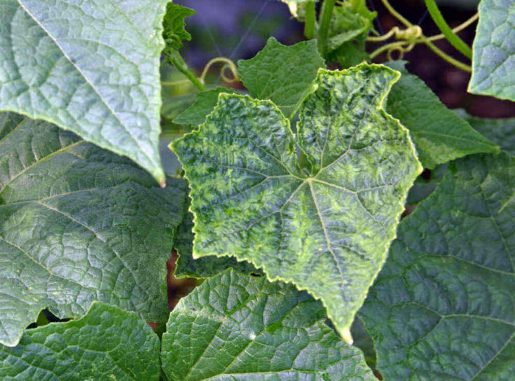Cucumbers Turning Yellow? Causes, Overripe Signs & Safety
