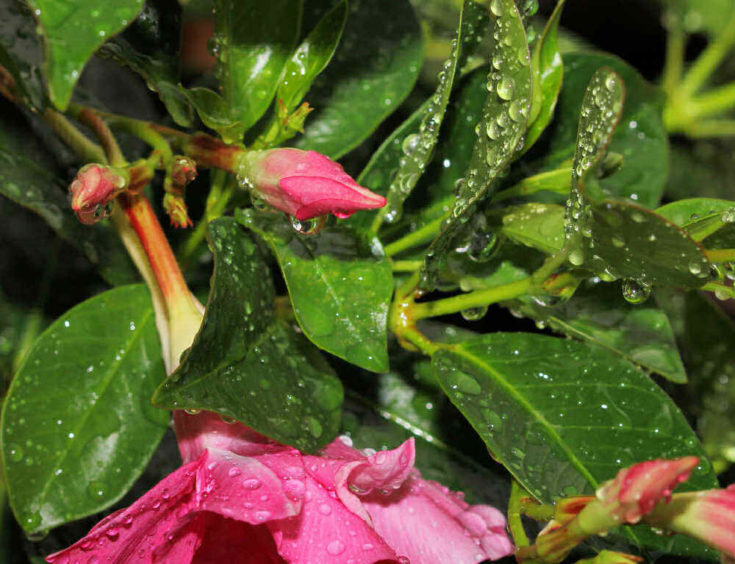 Mandevilla Care: Sun, Water, Pruning & Growing Tips
