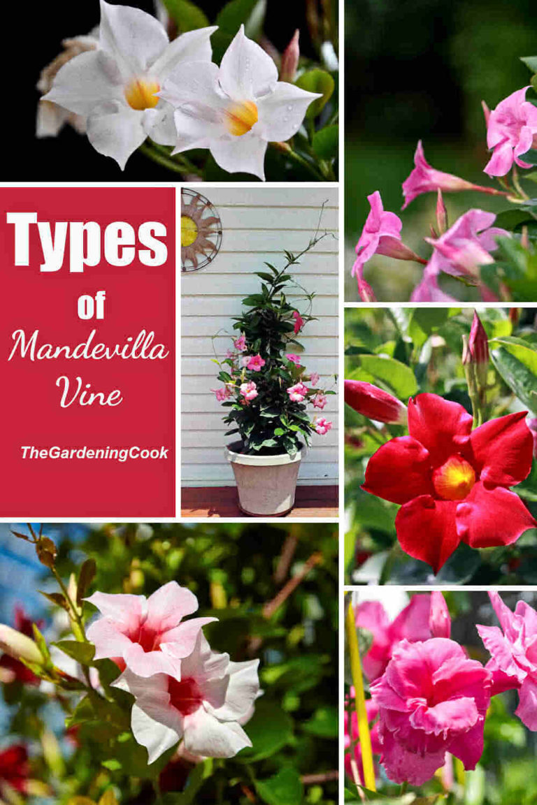 Mandevilla Vine: How to Grow Colorful Mandevilla in your Garden