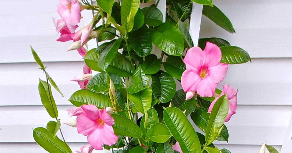 Mandevilla Vine: How to Grow Colorful Mandevilla in your Garden