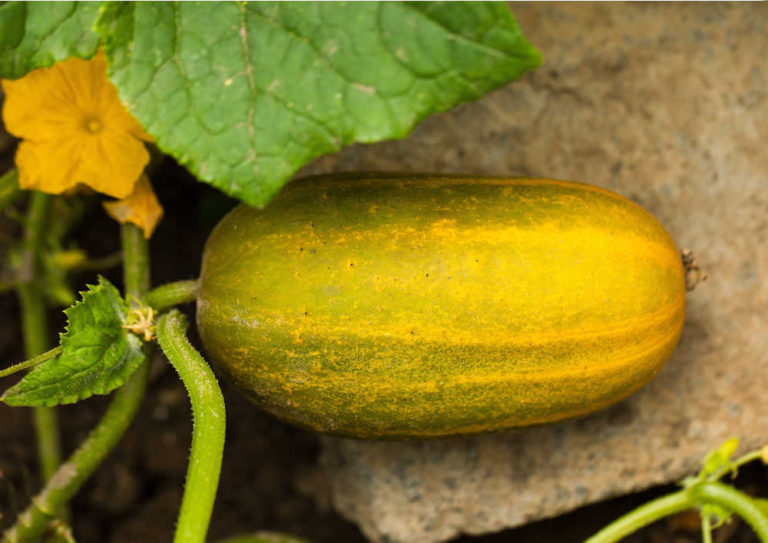 Cucumbers Turning Yellow - Garden Problems - Are they Safe to Eat?