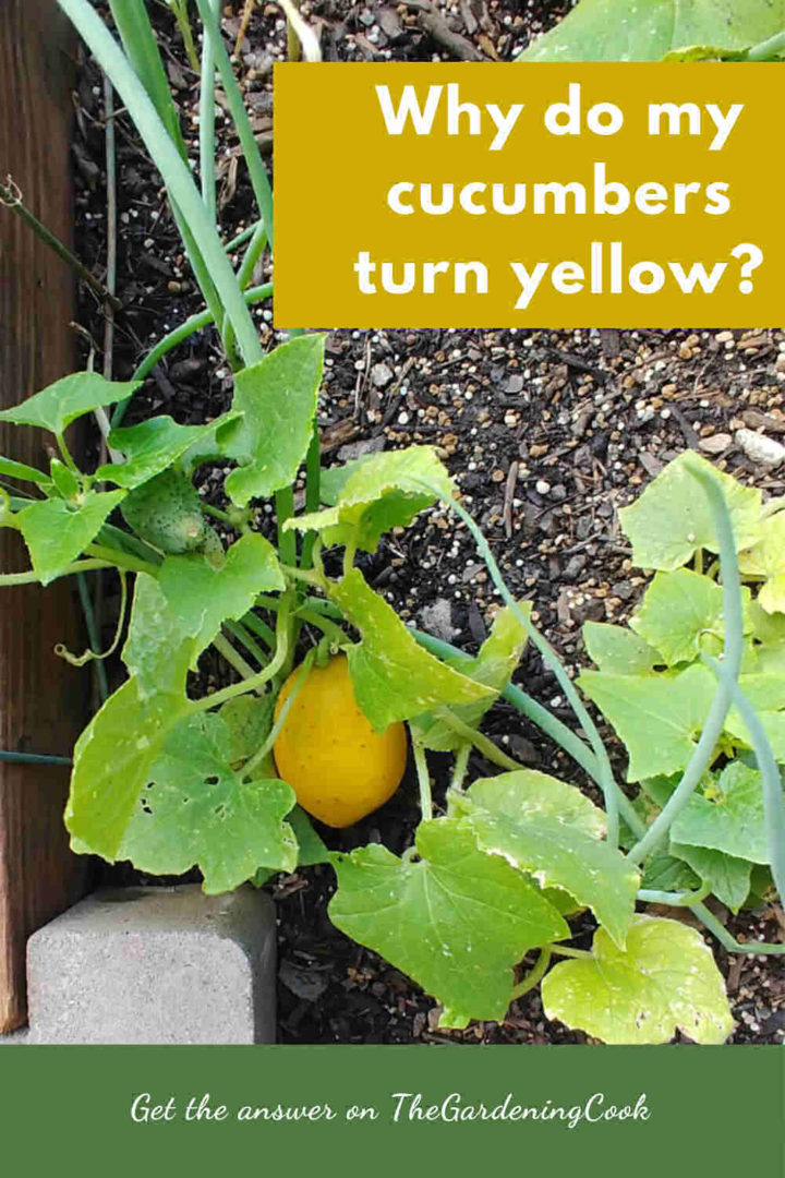 Cucumbers Turning Yellow - Garden Problems - Are they Safe to Eat?