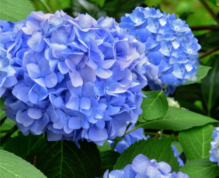 Hydrangea Color Change - Changing Color of Hydrangeas Blue | Pink