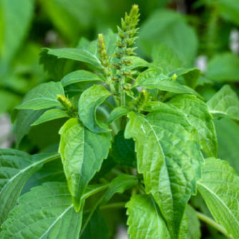 Herb Identification - How to Identify Herbs - Free Herb Gardening Printable