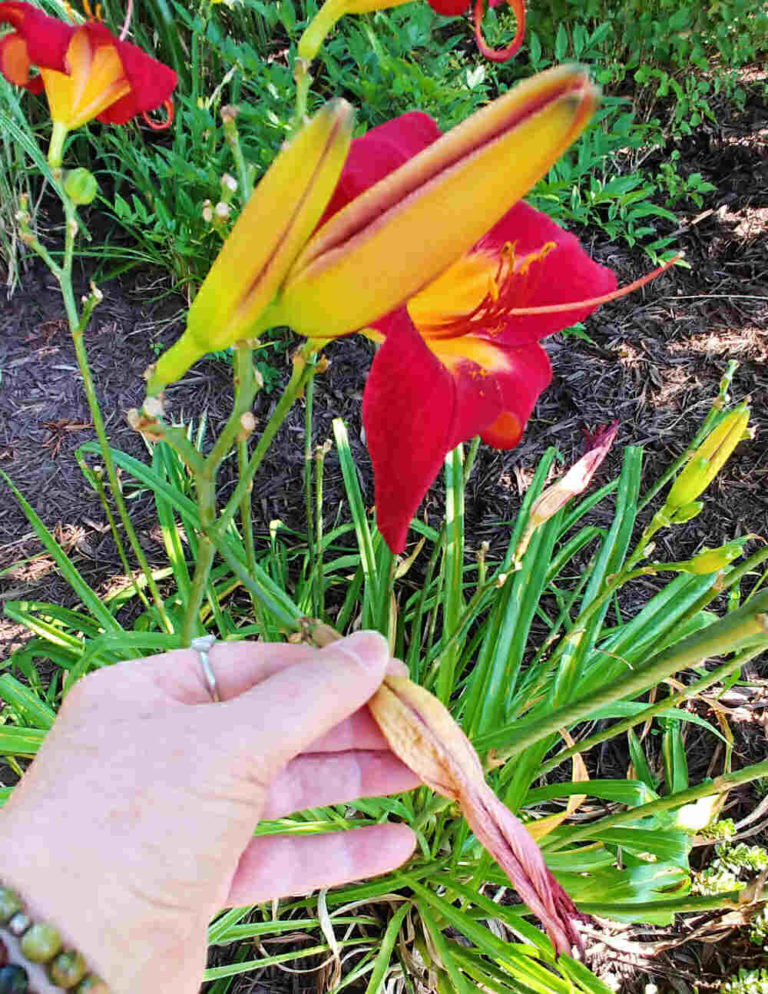 Deadheading Daylilies - How to Prune Daylilies After They Bloom