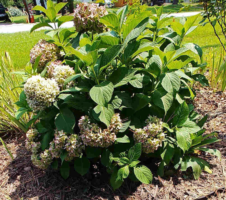 Hydrangea Color Change - Changing Color of Hydrangeas Blue | Pink