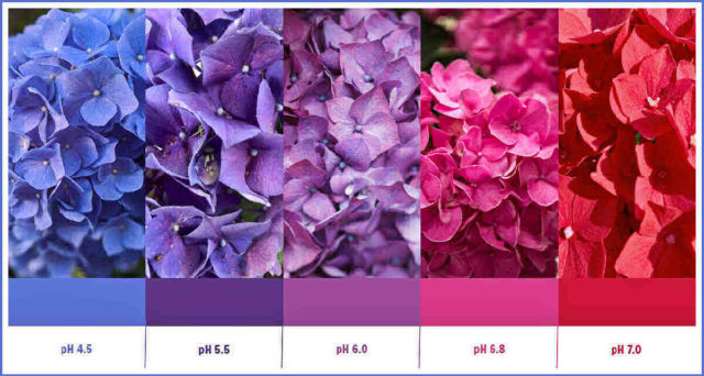 Hydrangea Color Change - Changing Color of Hydrangeas Blue | Pink