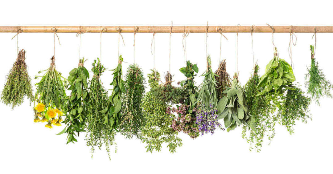 Herb Identification - How to Identify Herbs - Free Herb Gardening Printable