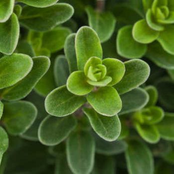 Herb Identification - How to Identify Herbs - Free Herb Gardening Printable