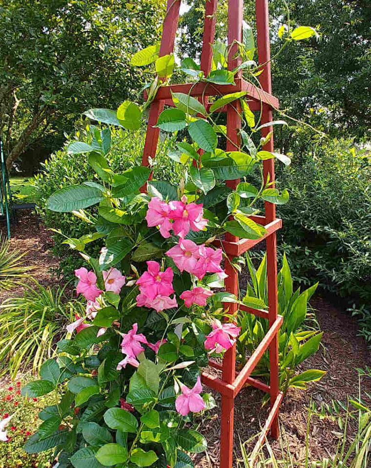 Mandevilla Care: Sun, Water, Pruning & Growing Tips