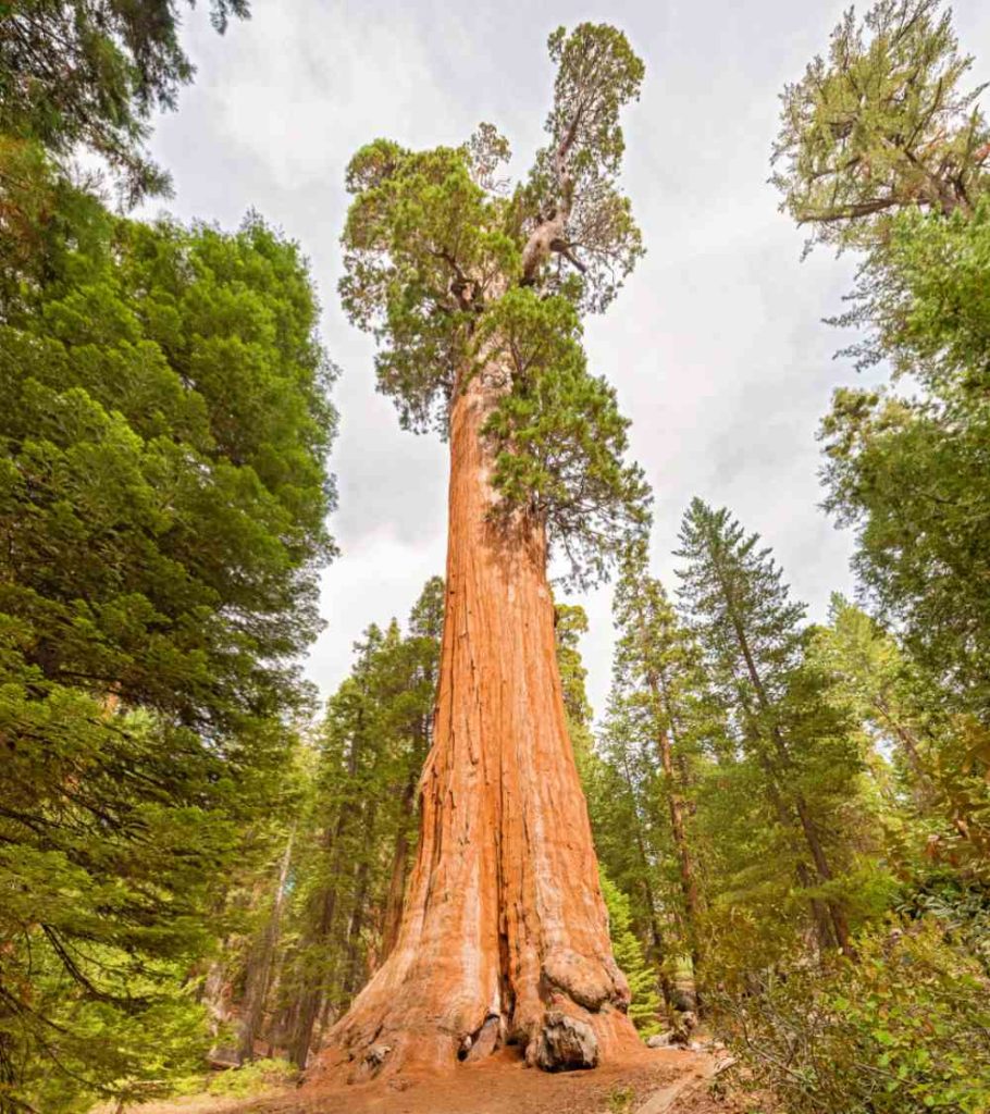 Things to do in Sequoia National Park and Kings Canyon National Park