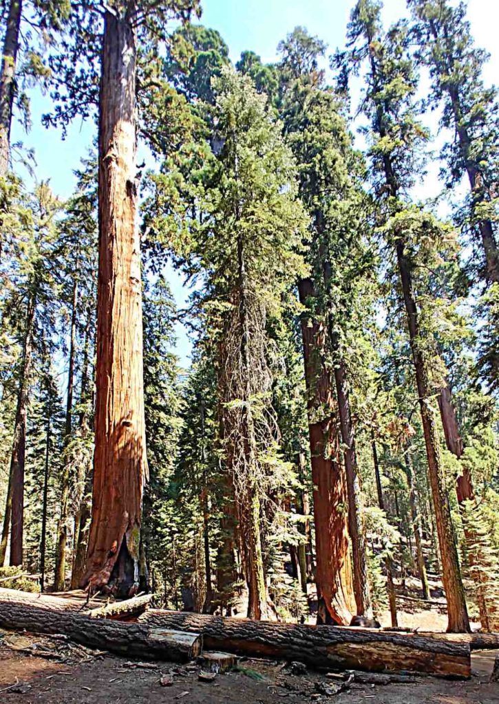 Things to do in Sequoia National Park and Kings Canyon National Park