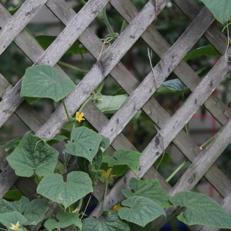 Cucumber Trellis Ideas - Supporting Cucumber Plants - Tie Up Cucumbers