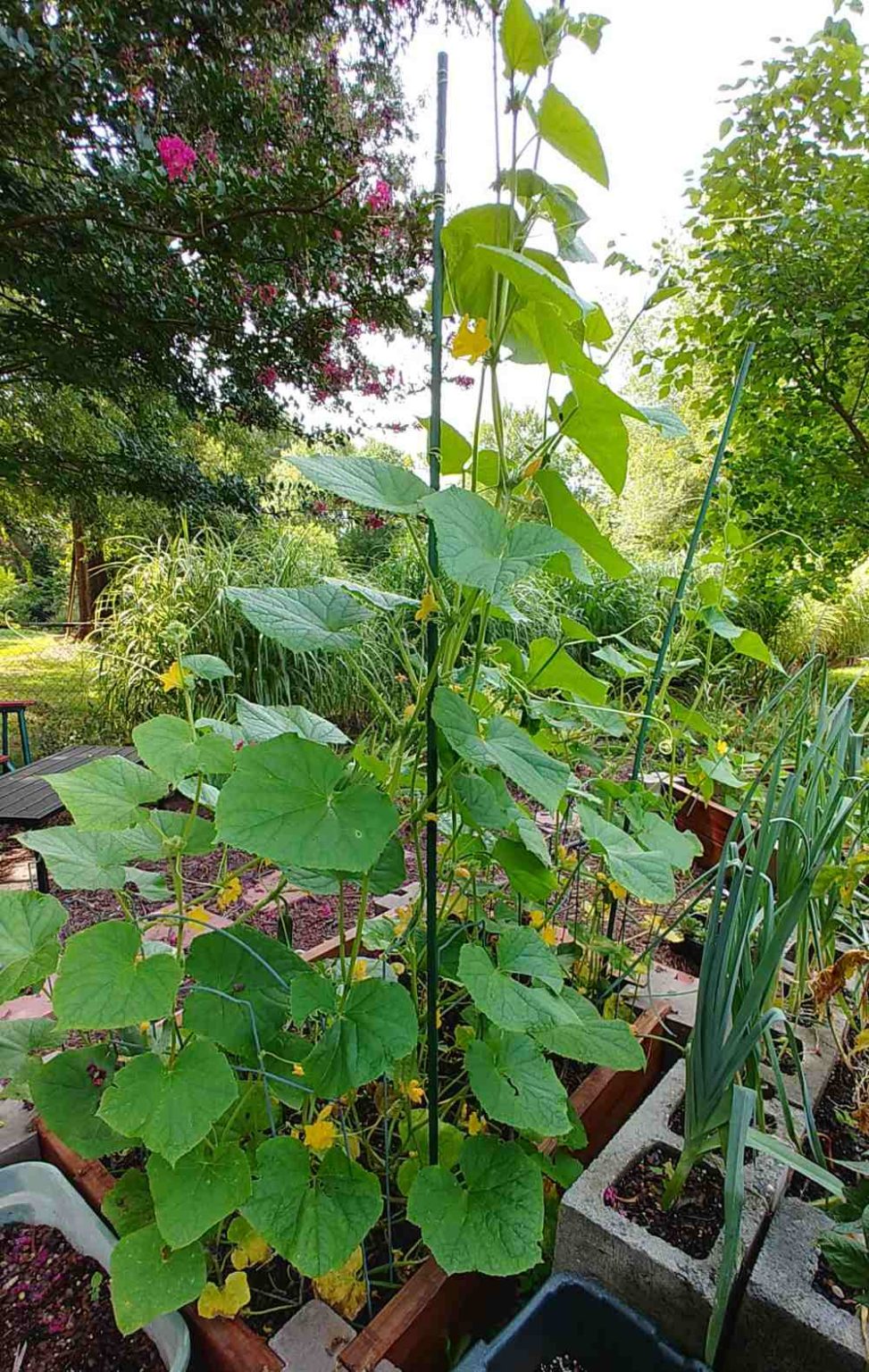 Cucumber Trellis Ideas - Supporting Cucumber Plants - Tie Up Cucumbers
