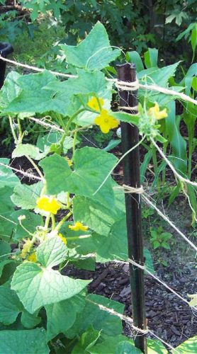 Cucumber Trellis Ideas - Supporting Cucumber Plants - Tie Up Cucumbers
