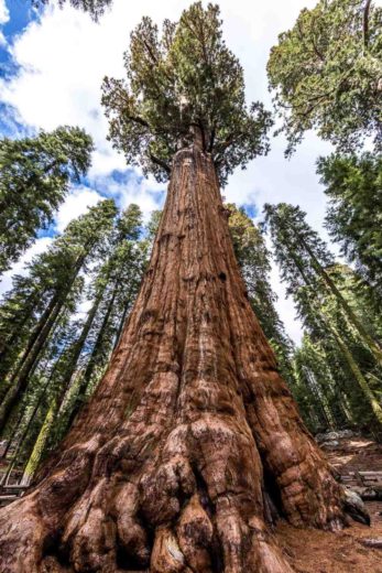 Things to do in Sequoia National Park and Kings Canyon National Park