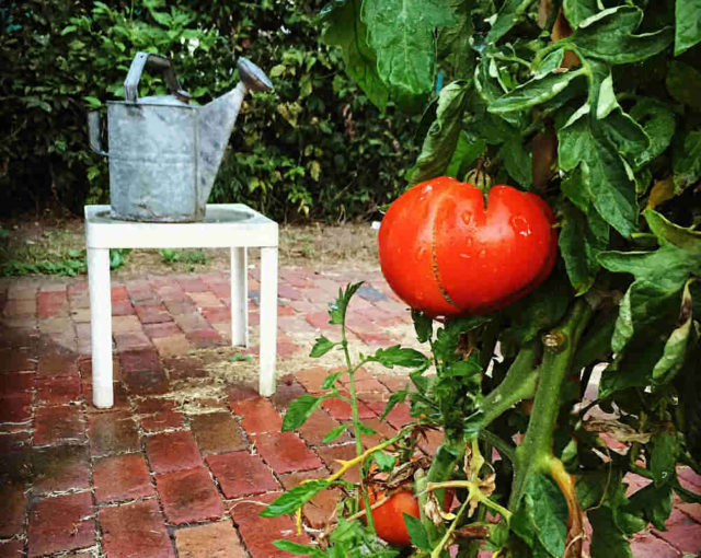 How to Ripen Tomatoes - 12 Ways to Make Tomatoes Turn Red